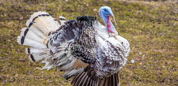 Turkey - James Burden